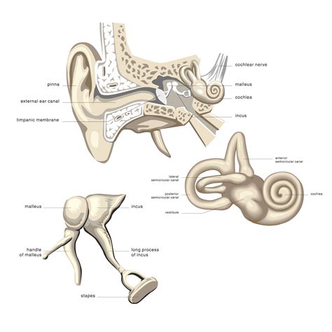 Anatomy Of The Ear Coloring Page Mimi Panda