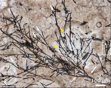 635 Million Year Old Fungi Like Microfossil Found In China May Helped