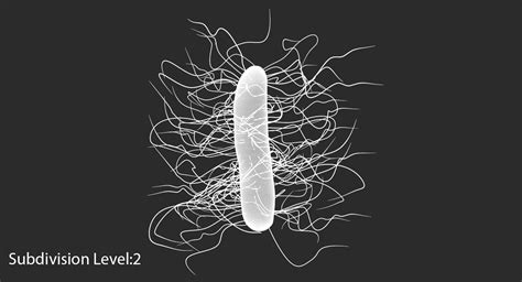 Clostridium Difficile Bacteria 3d Turbosquid 1297436
