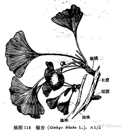 鳞木类、羊齿类、银杏类的鉴别特征是什么？ 知乎