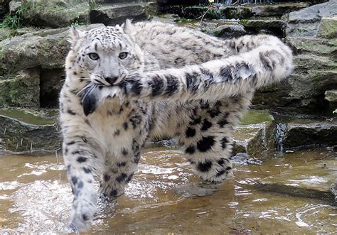 Why Do Snow Leopards Bite Their Tails We Have Adorable Pictures
