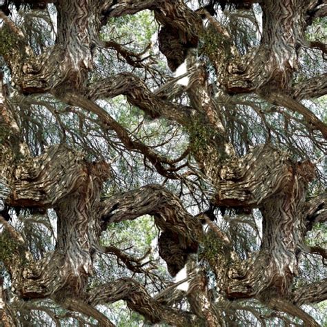 Tree Bark Patterns