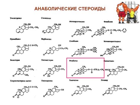 ПОЛОВЫЕ ГОРМОНЫ презентация, доклад