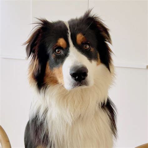 Australian Shepherd Tri Color Artofit