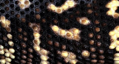 Fondo Piel 41 Piel Tola Heeni Reptil Foto E Imagen Para Descarga