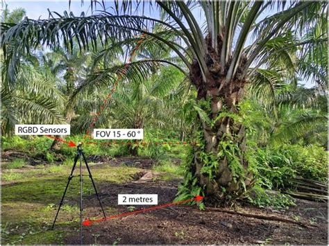 outdoor rgb and point cloud depth dataset for palm oil fresh fruit