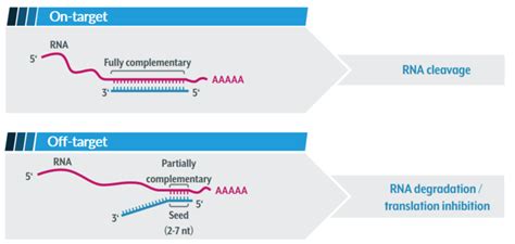 Gene Silencing Sitools Biotech