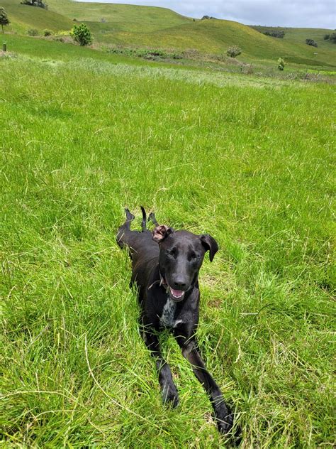 German Short Haired Pointer Cross Dalmatian Pet Rescue New Zealand