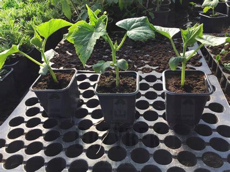 Купить Огурец осьминог - рассада, рассада: отзывы, фото и ...