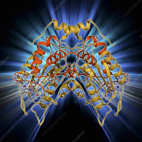 Interleukin 1 Beta Molecule Stock Image F0096105 Science Photo