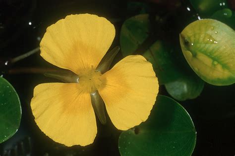 Hydrocleys Rich Plants Of The World Online Kew Science