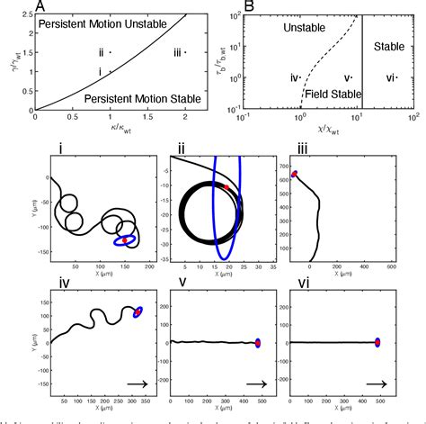 Figure 3 From Self Propelled Deformable Particle Model For Keratocyte Galvanotaxis Semantic