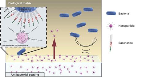 Characterization Of The Antibacterial Activity Of An Sio2