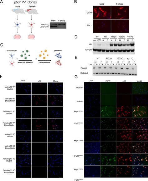 Sex And Mutation Specific P53 Gain Of Function Activity In