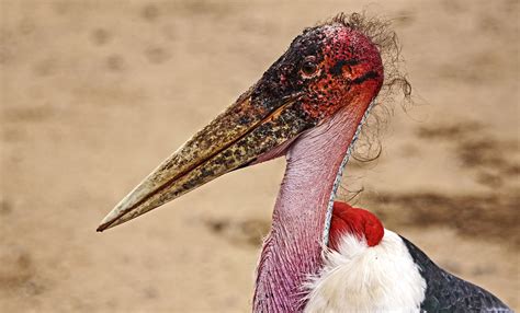 Ugliest Bird In The World