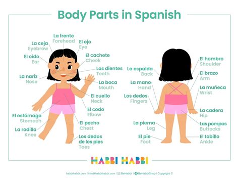 Basic Body Parts In Spanish