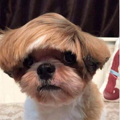 10 Animais De Estimação Com Penteados Modernos Até Demais Mega