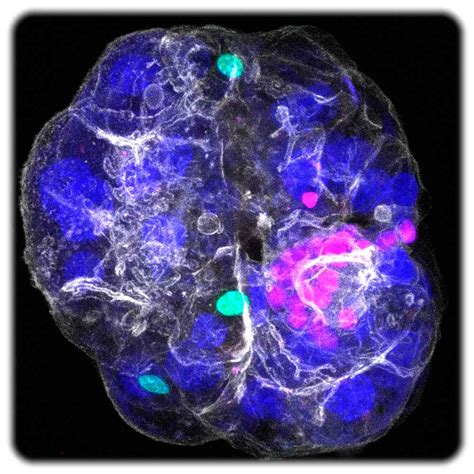 Multicell Liver Model New Hope For Disease Treatment World Today World