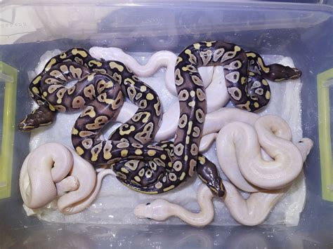 R Exotics R Exotics Added A New Photo