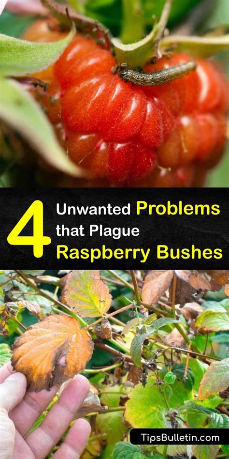 4 Unwanted Problems That Plague Raspberry Bushes Raspberry Plants Growing Raspberries
