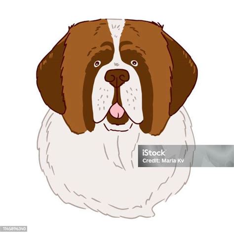 흰색 바탕에 세인트 버나드 강아지의 초상화입니다 간단한 스타일의 벡터 일러스트 레이 션 손으로 그린 가축에 대한 스톡 벡터 아트 및 기타 이미지 Istock