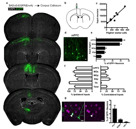 Neuronal Inputs To Callosal Opcs Arise From Functionally Interconnected Download Scientific