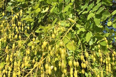 Japanese Pagoda Tree Styphnolobium Japonicum Sejahtera Seeds And Bulbs