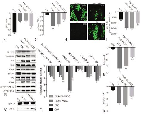 Effect Of Nrf2 On The Inflammatory Response And Oxidative Stress In