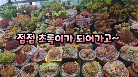점점 초록이가 되어가고~계속되는 장마에 어쩔수가 없네요 Youtube