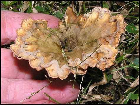 Australian Fungi A Blog 41 Cymatoderma Elegans Var Lamellatum