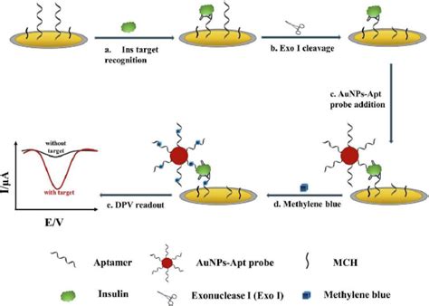 Advances In Electrochemical Biosensors Employing Carbon Based