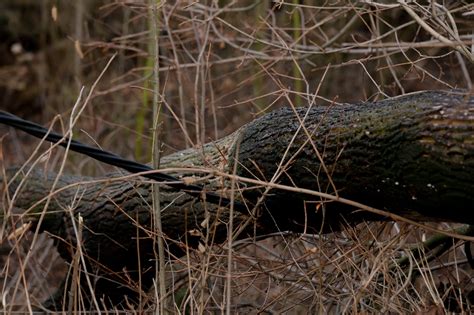 Tree Cabling Facts You Need To Know According To Tree Pros