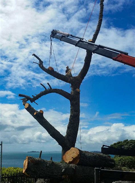 Tree Removal In Auckland Tree Pruning Tree Trimming