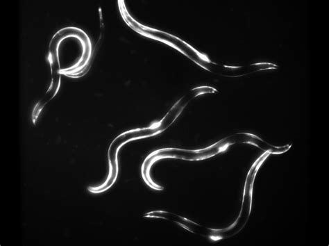 5 C Elegans Facts You May Not Know Yet Nagi Bioscience