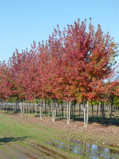 Autumn Blaze Oak Tree