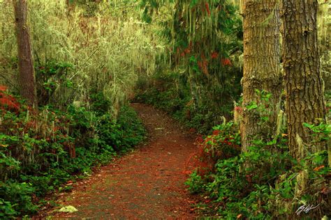 Ft101 Bearded Forest Deception Pass State Park Washington Randall J