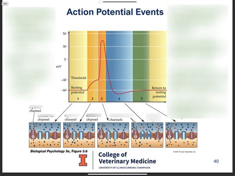 Action Potential Events Diagram Quizlet