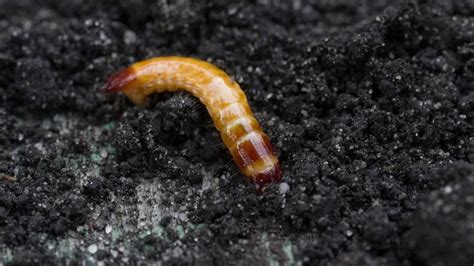 The Best Methods To Control Wireworms In The Garden Forbes Home