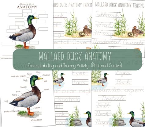 Mallard Duck Anatomy Poster Labeling And Tracing Activities