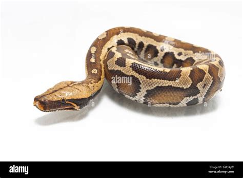 Sumatran Red Blood Python Python Curtis Curtis Commonly Known As Red