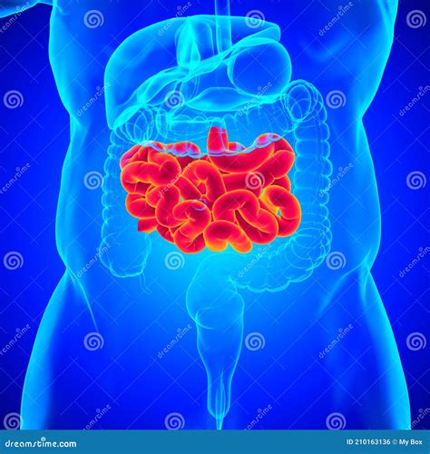 Small Intestine 3d Illustration Human Digestive System Anatomy Stock