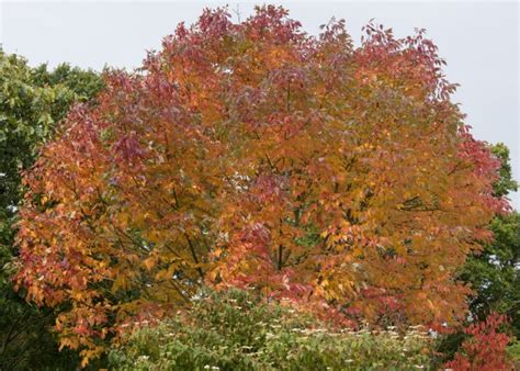 Types Of Ash Tree Pictures Facts And Natural Beauty
