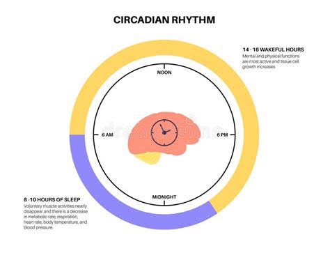 Circadian Rhythm Sleep Wake Cycle Stock Illustrations 110 Circadian Rhythm Sleep Wake Cycle