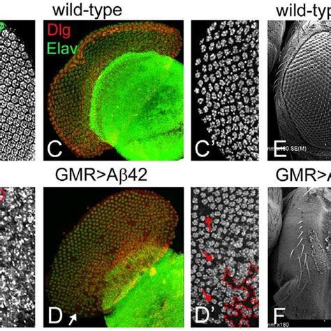 A A′ Gmr Gal4 Drives Expression Of Gfp Reporter Gmrgfp In The