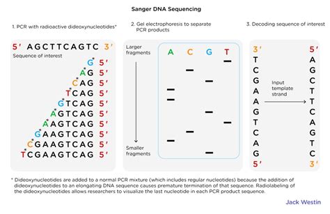 Dna Sequencing Recombinant Dna And Biotechnology Mcat Content