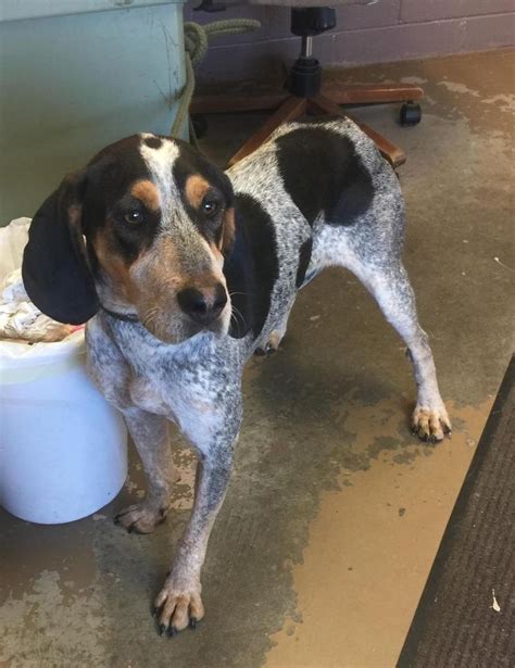 Adopt 1 Urgent Copper 4 Yrs On Petfinder Bluetick Coonhound