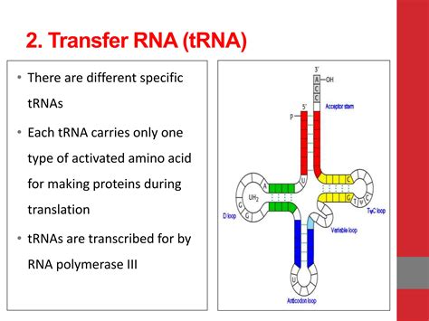 Gene Expressionpptxhhhhhhhhhhhhhhhhhhhh Ppt