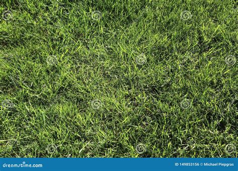 Detailed Close Up View On Green Grass And Meadows With Some Small