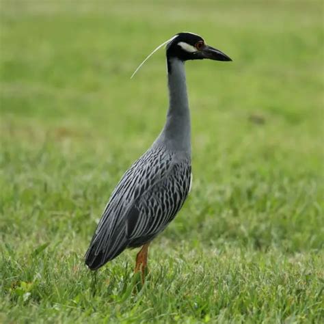 Yellow Crowned Night Heron Facts Diet Habitat And Pictures On