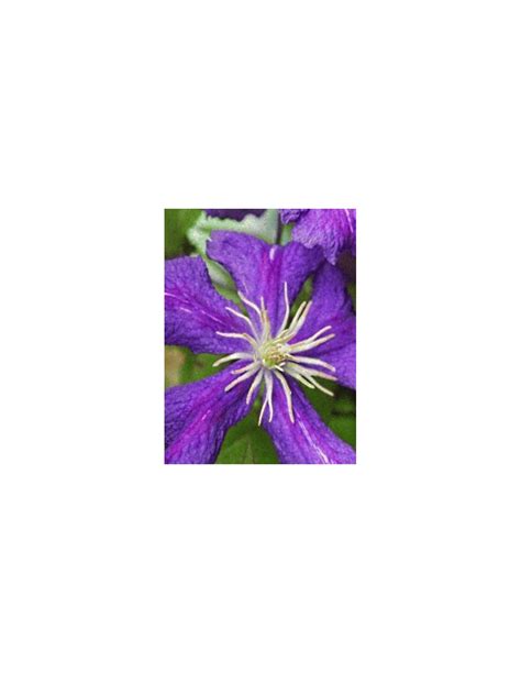 Clematis 'Jackmanii'